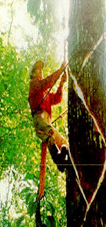 huleras en Guatemala